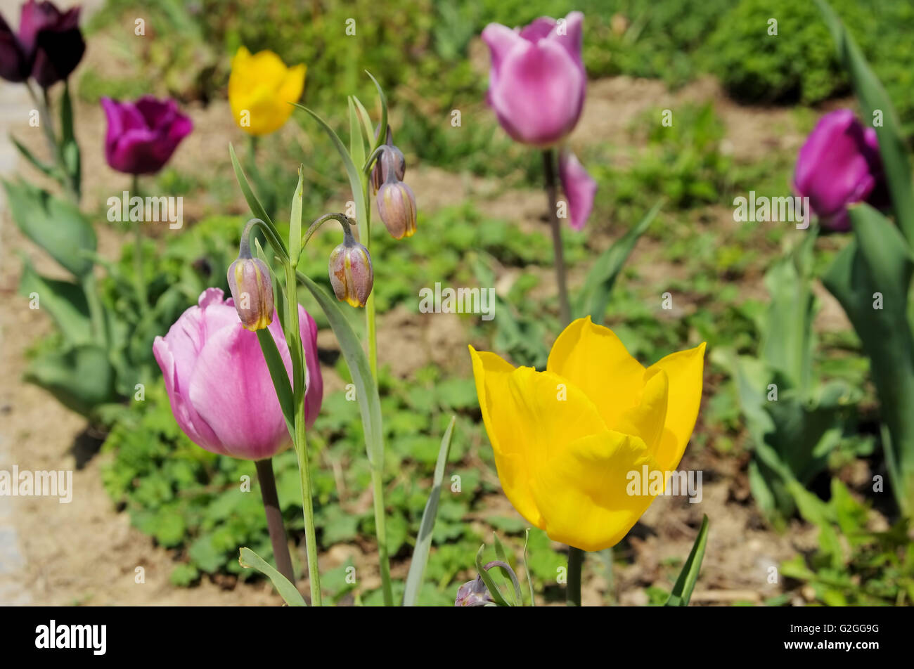Purple bunt hi-res stock photography and images - Alamy