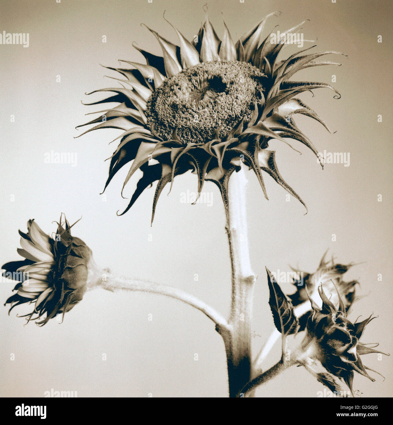 Decayed sunflower hi-res stock photography and images - Alamy