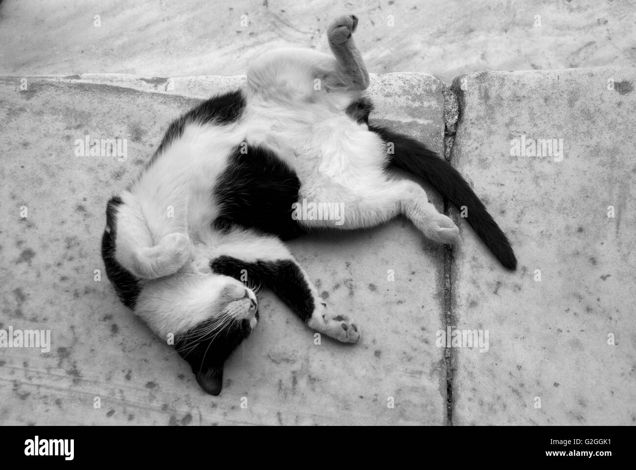 Cat Laying on Back Stock Photo - Alamy