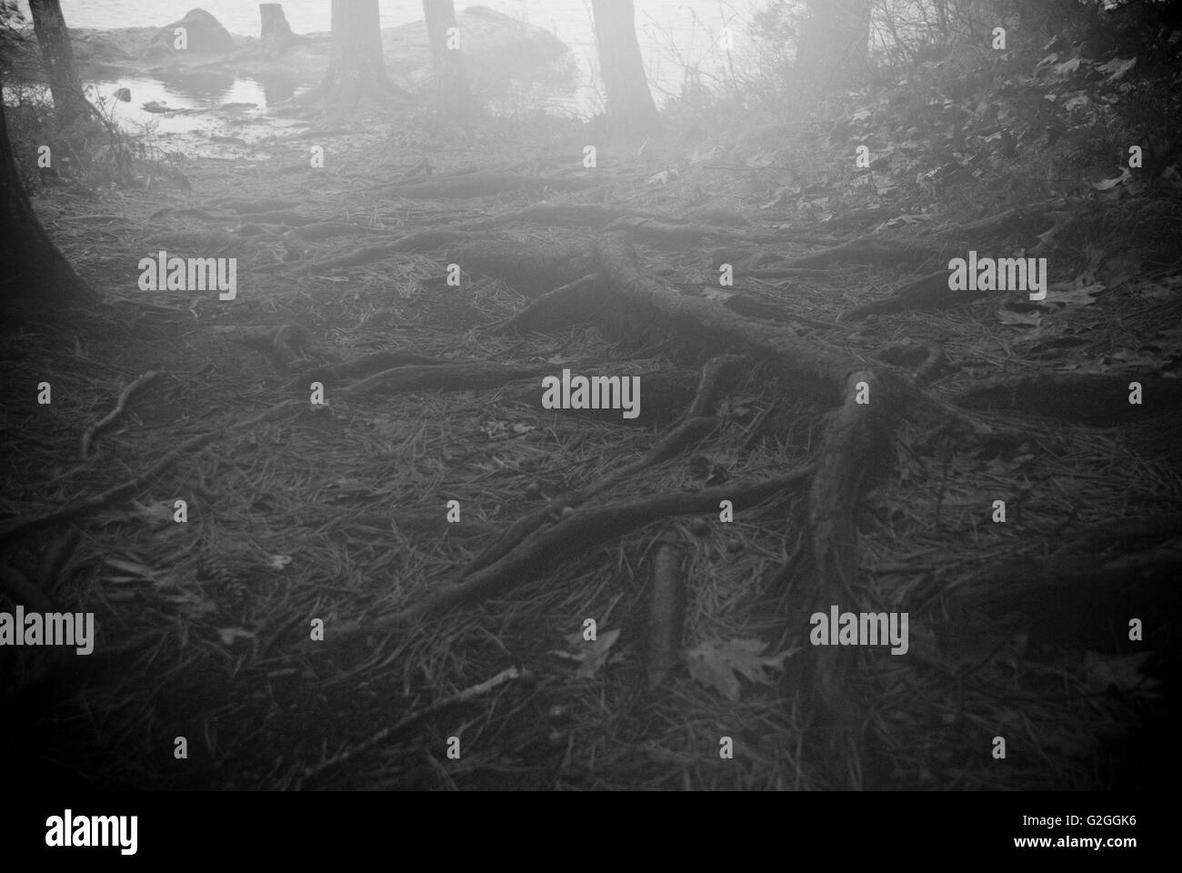 Large Tree Roots and Fog Stock Photo - Alamy
