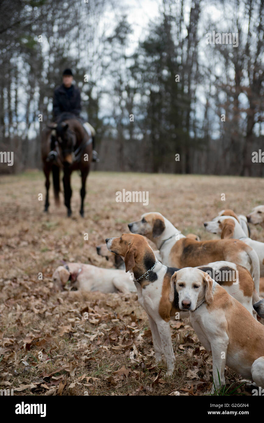 Fox Hunting Hounds with Rider in Background Stock Photo - Alamy