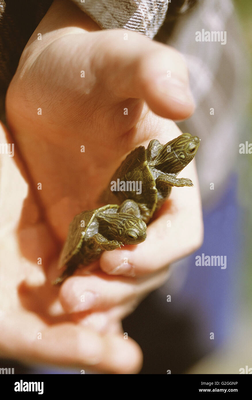 Hands Holding Two Turtles Stock Photo - Alamy