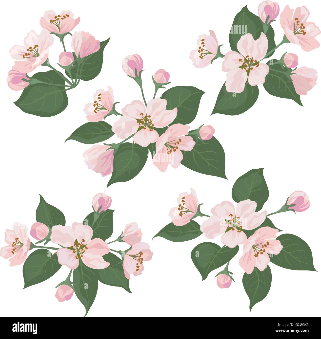 Rose apple tree Stock Vector Images - Alamy