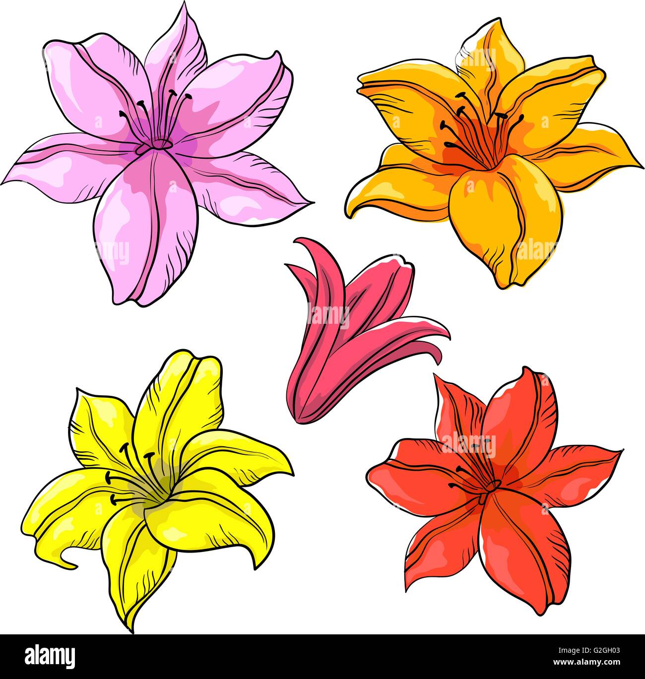Beautiful yellow red lily Stock Vector Images - Alamy