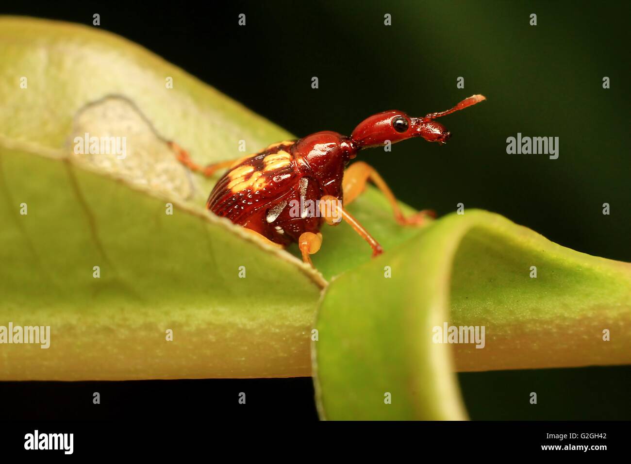 Macro photography close up showed a Red Giraffe Weevil or Leaf Rolling ...