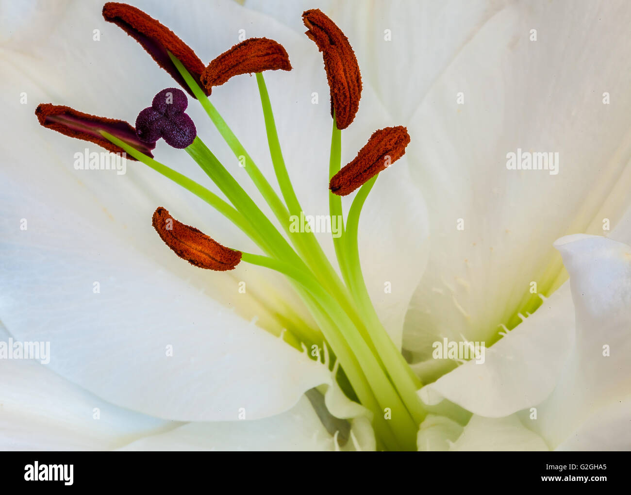Close up of a lilium Stock Photo - Alamy