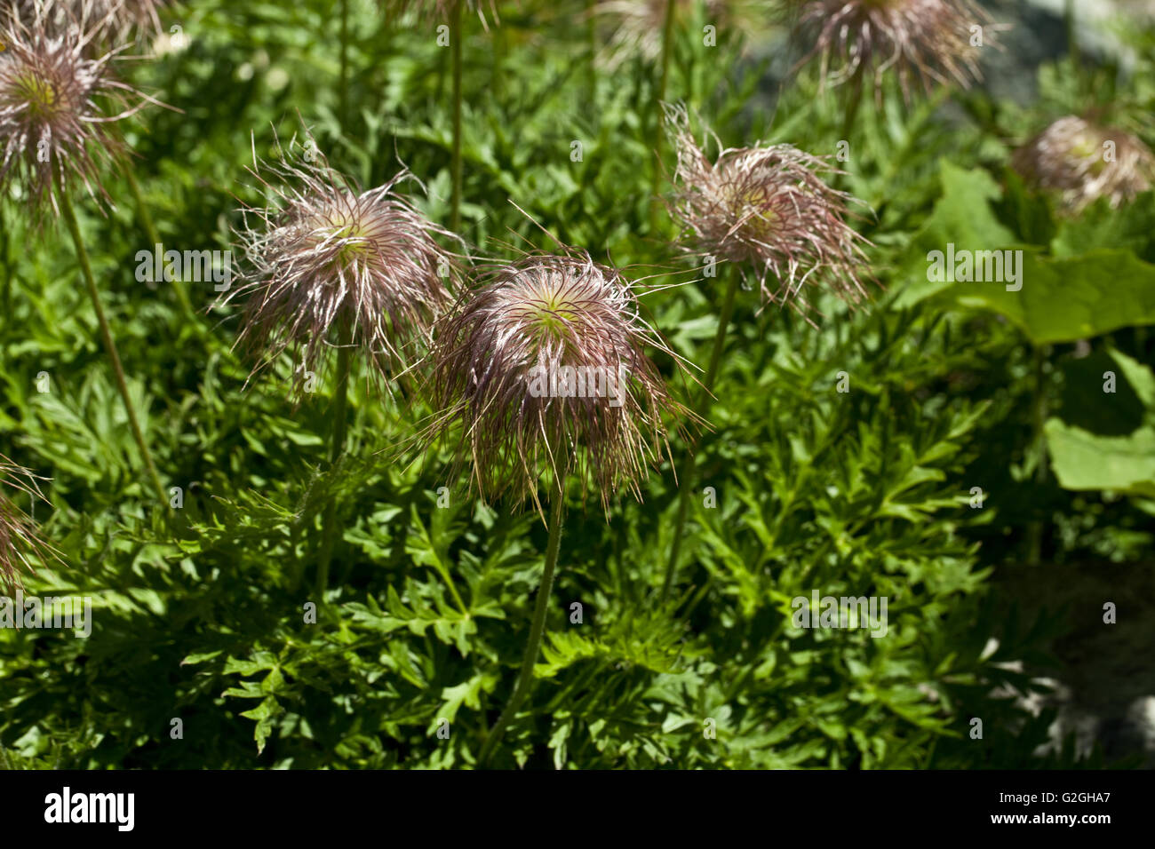 Alpine anemone pulsatilla alpina flower hi-res stock photography and ...
