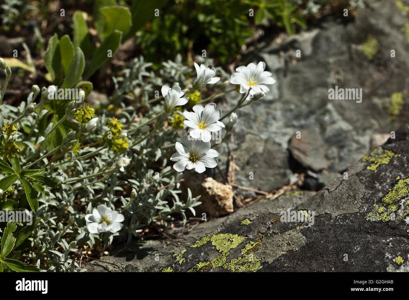 Cerastium tomentosum hi-res stock photography and images - Alamy