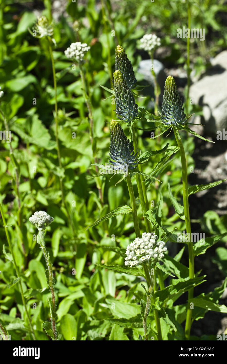 Spiked Rampion Phyteuma Spicatum Stock Photos & Spiked Rampion Phyteuma ...