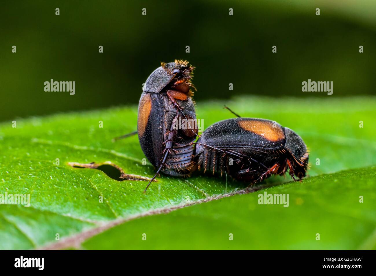 Macro photography close up showed a mating insects Stock Photo - Alamy
