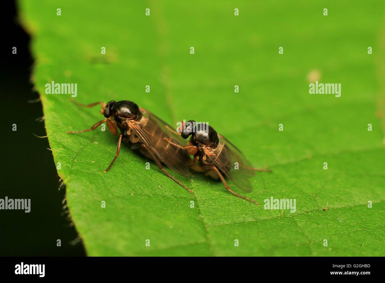 Penang insect hi-res stock photography and images - Alamy