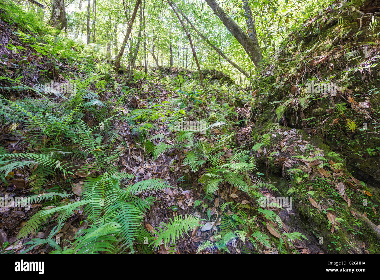 Falling Waters State Park is located in Chipley, Florida, and features ...