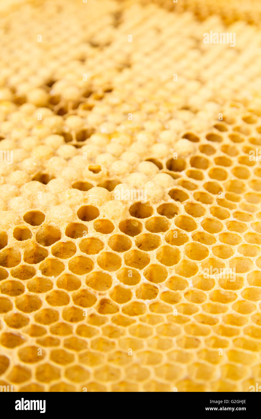 Frame Of Drone Honey Bee Cells Some Capped And Others Open Filled With Larvae And Pupae Stock