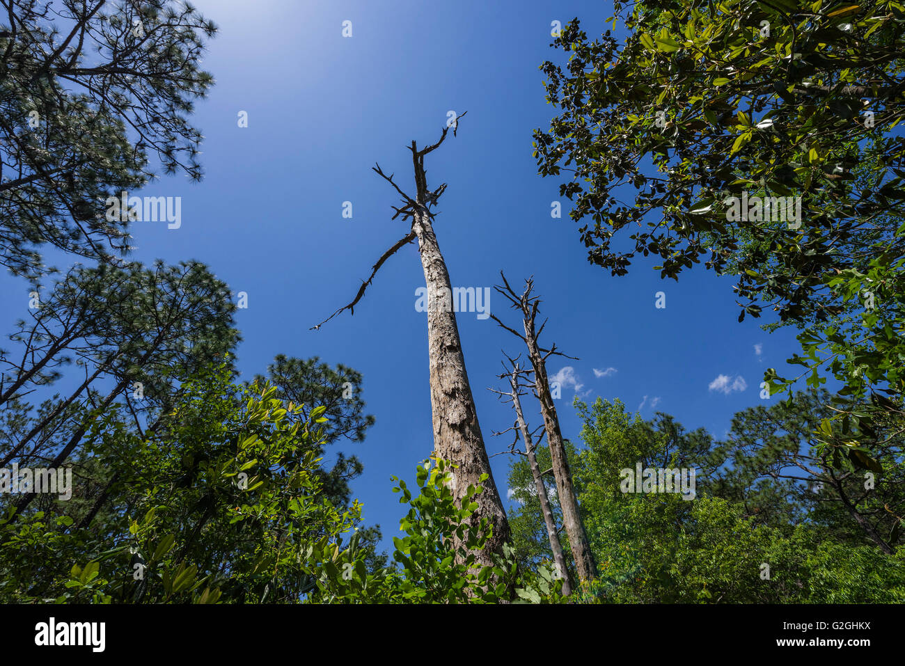 Florida falling waters state park hi-res stock photography and images ...