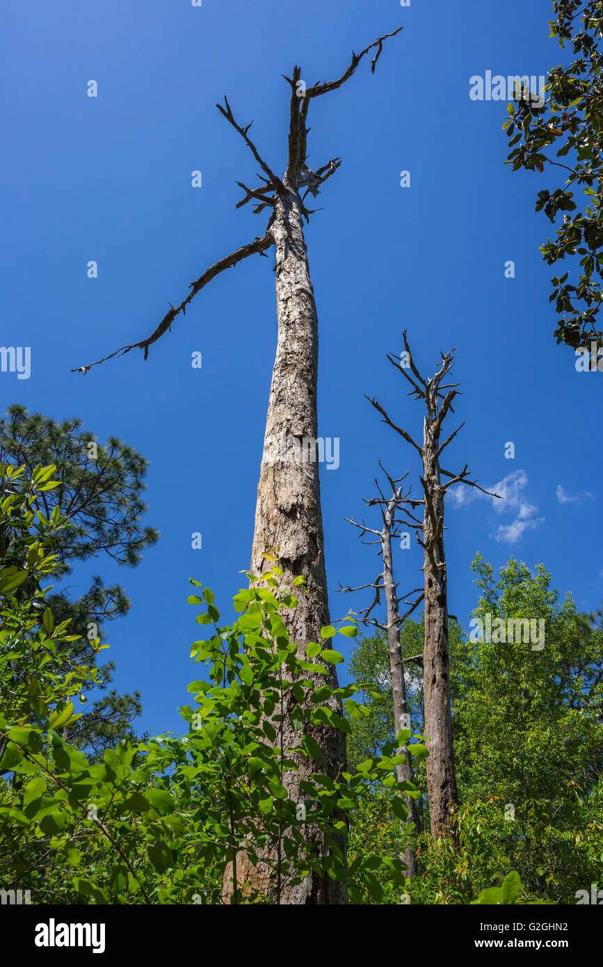 Florida falling waters state park hi-res stock photography and images ...