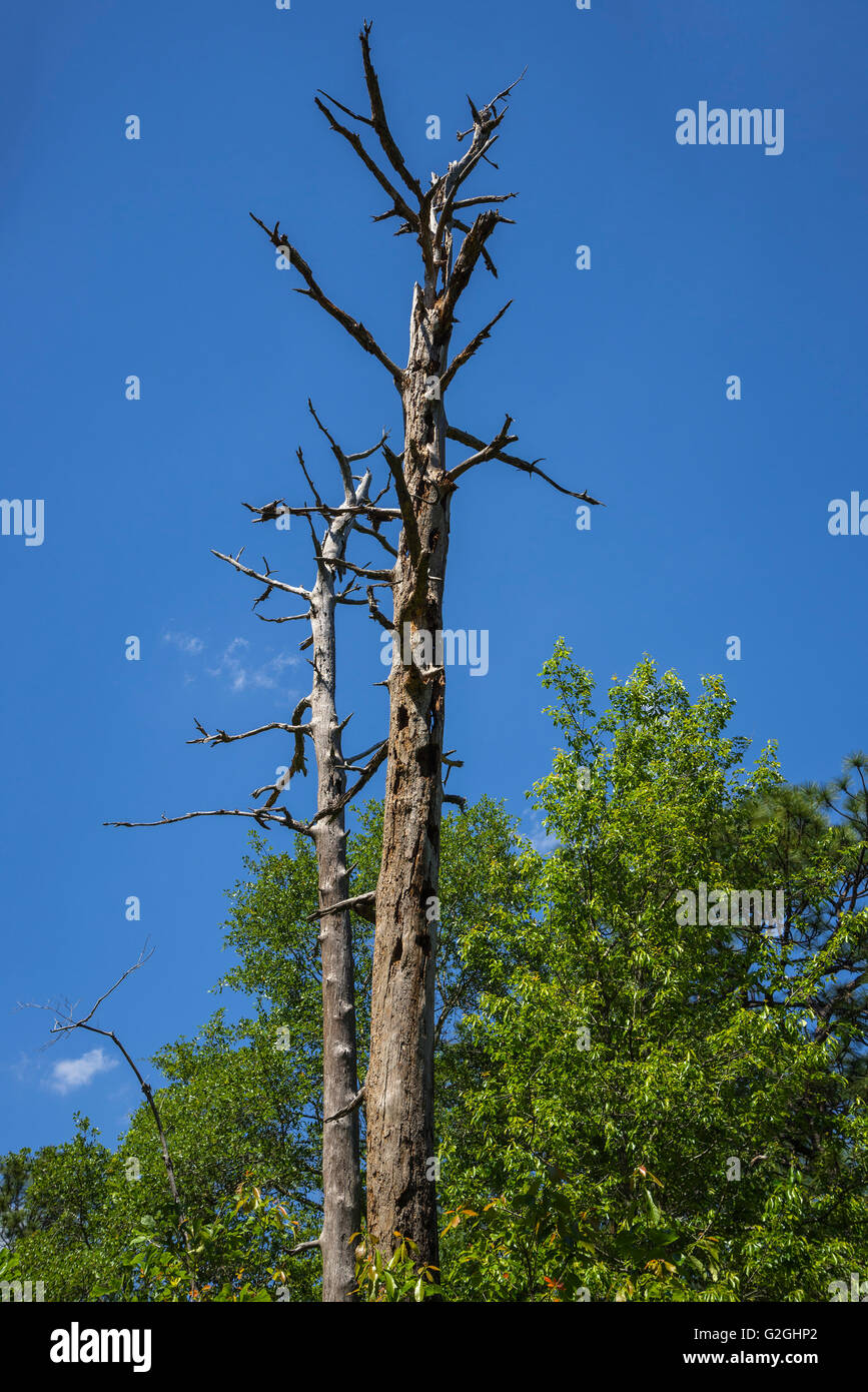 Falling Waters State Park is located in Chipley, Florida, and features ...