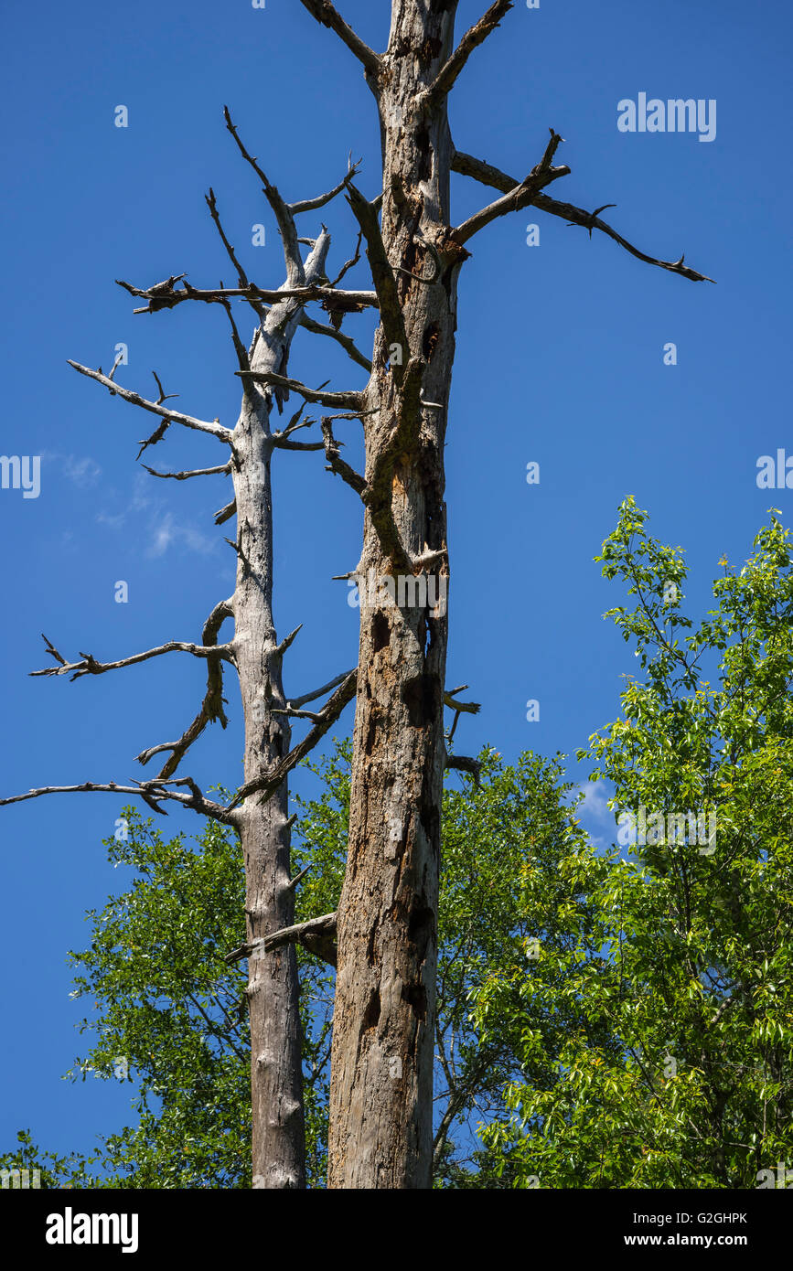 Falling Waters State Park is located in Chipley, Florida, and features ...