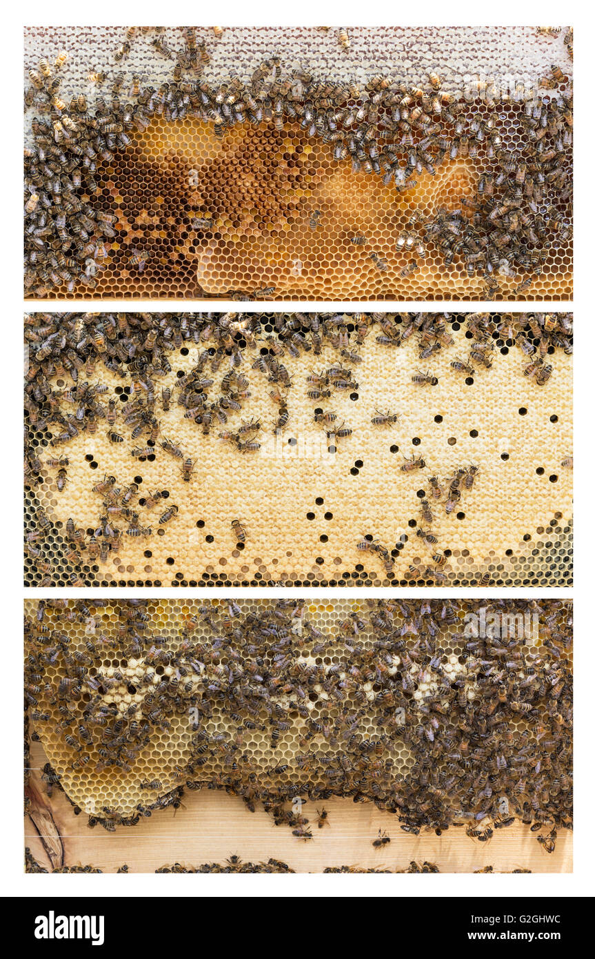 Brood frame with bees Cut Out Stock Images & Pictures - Alamy