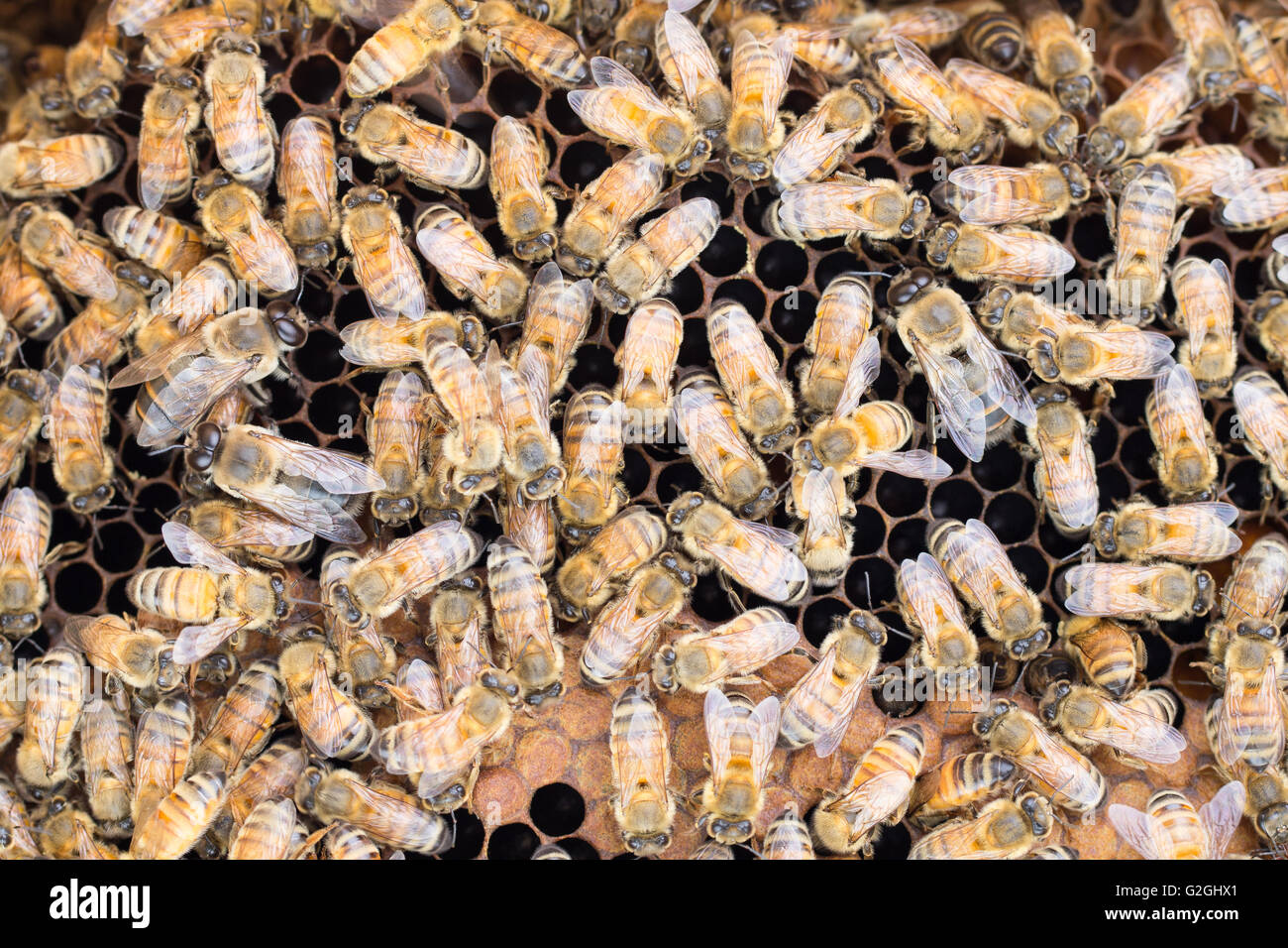 Close up of honey bees on brood comb. Three large Italian drone ...