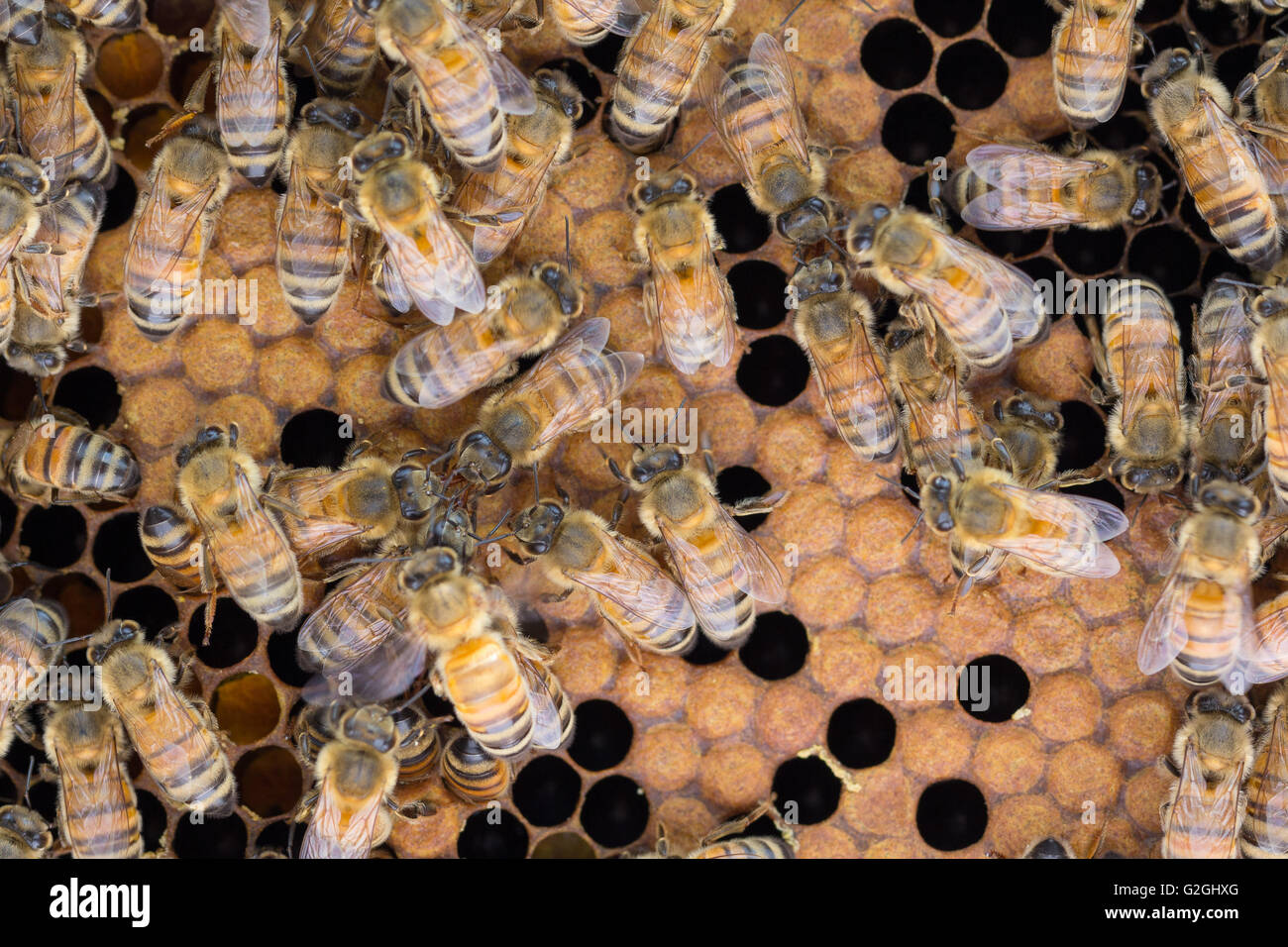 Worker bees sharing food, called trophallaxis, on a frame with capped ...