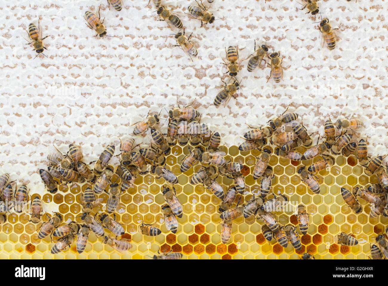 Capped Honeycomb Honey Bees Stock Photos & Capped Honeycomb Honey Bees ...