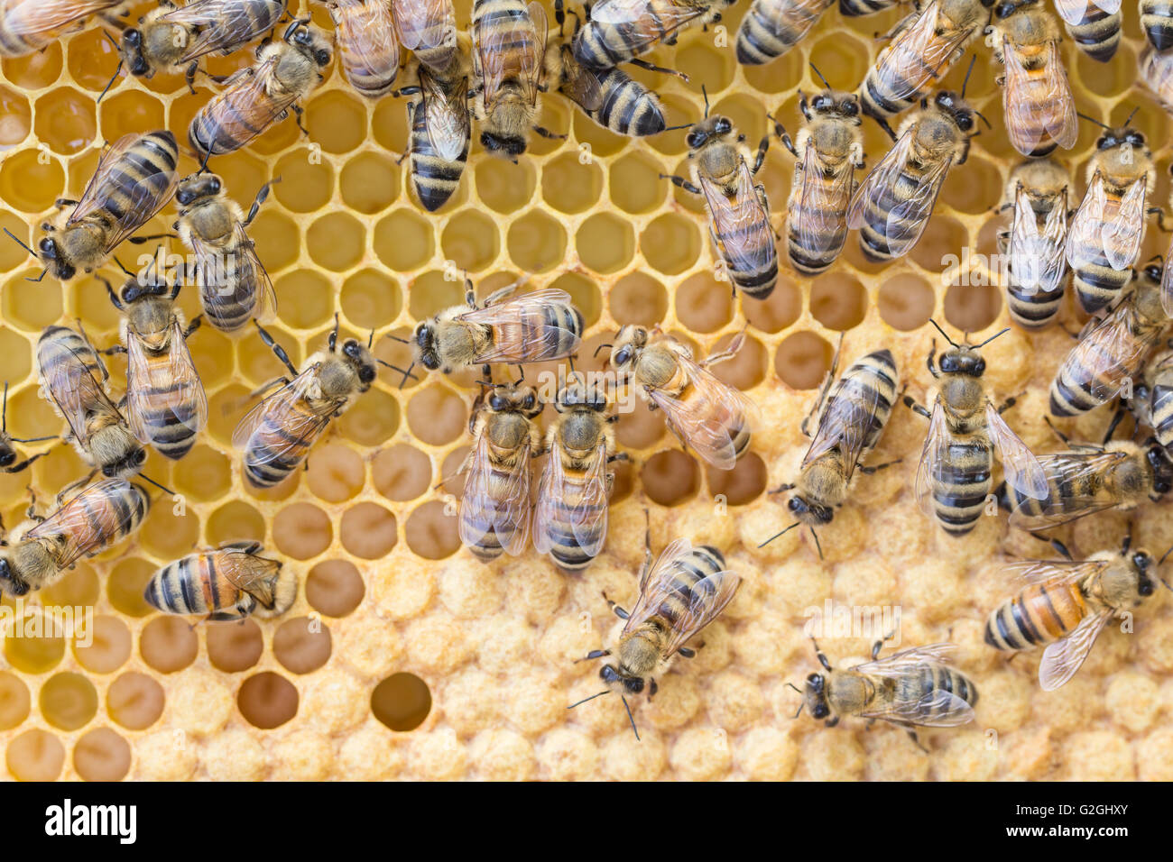 Worker bees tend larva on a drawn plastic foundation frame of capped ...