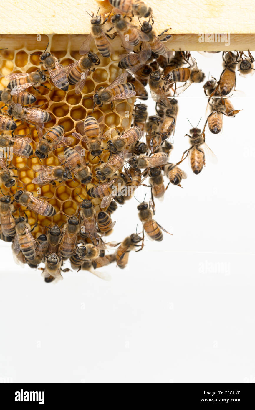 Worker bees building cells hi-res stock photography and images - Alamy
