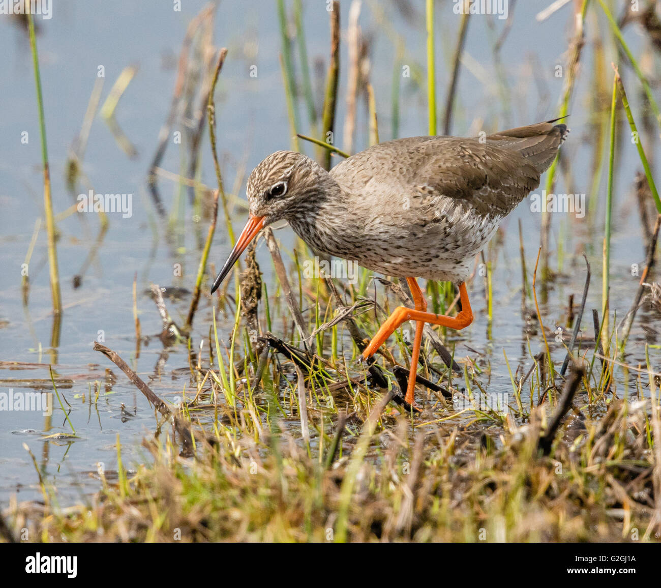 Redshank wetland bird hi-res stock photography and images - Alamy