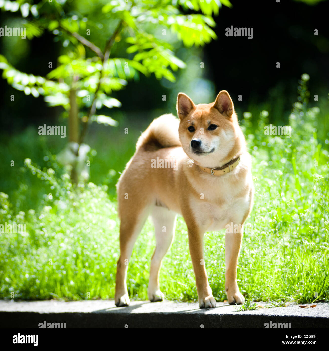 Shiba inu standing outdoor portrait at summer Stock Photo - Alamy