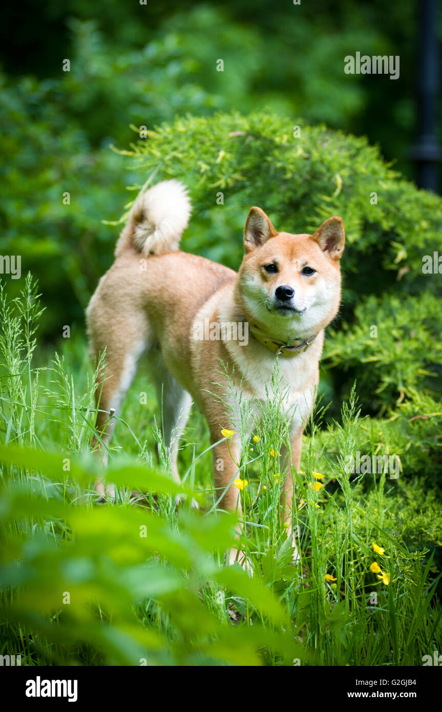 Shiba inu standing outdoor portrait at summer Stock Photo - Alamy