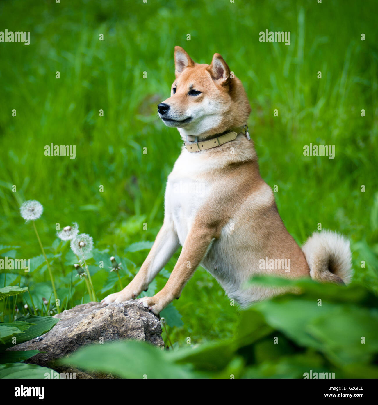 Shiba inu standing outdoor portrait at summer Stock Photo - Alamy