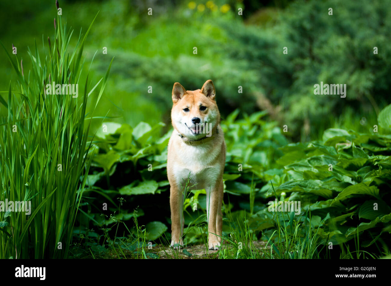 Shiba inu standing outdoor portrait at summer Stock Photo - Alamy