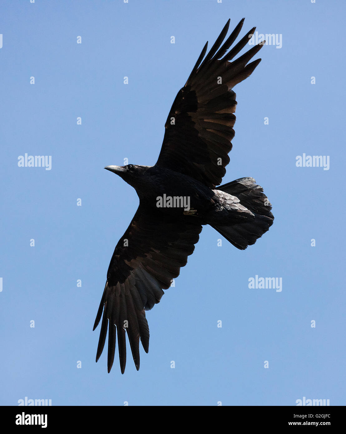 Flying Raven High Resolution Stock Photography and Images - Alamy