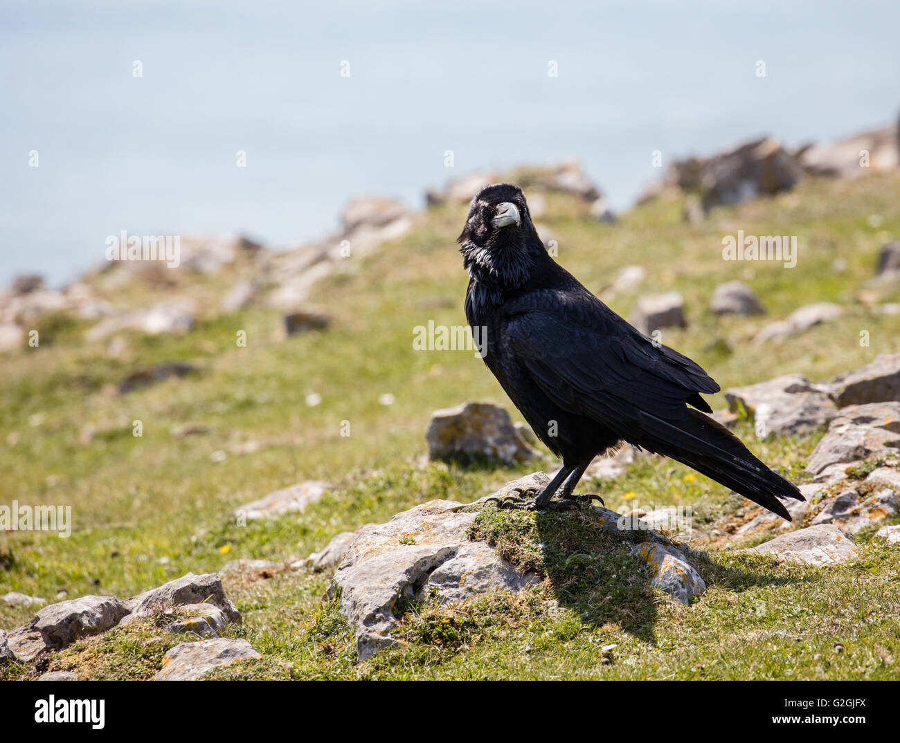 Carrion bird hi-res stock photography and images - Alamy