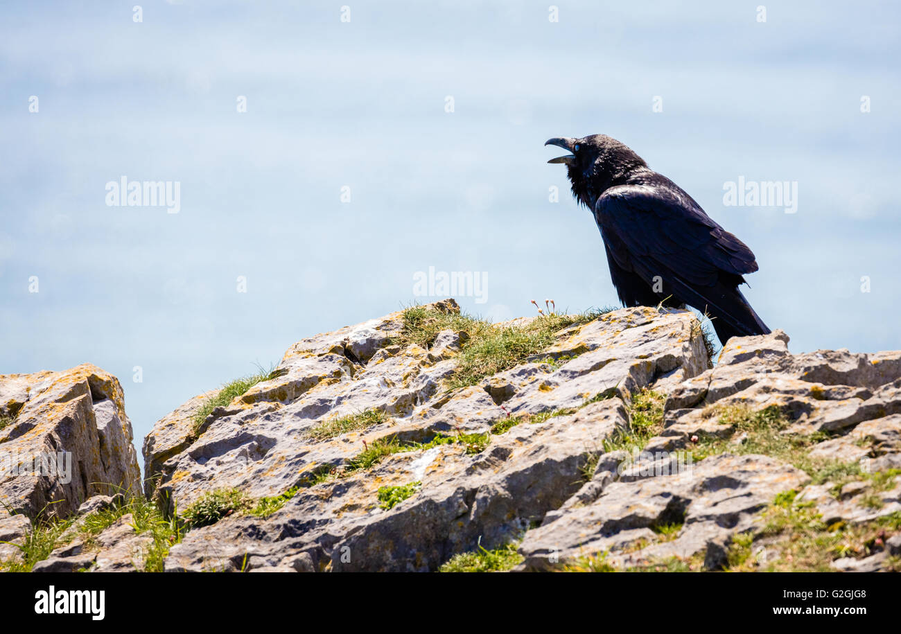 Ravenous bird hi-res stock photography and images - Alamy