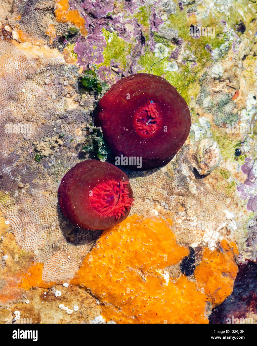 Beadlet anemones Actinia equina in low water tidal rock pool on the ...