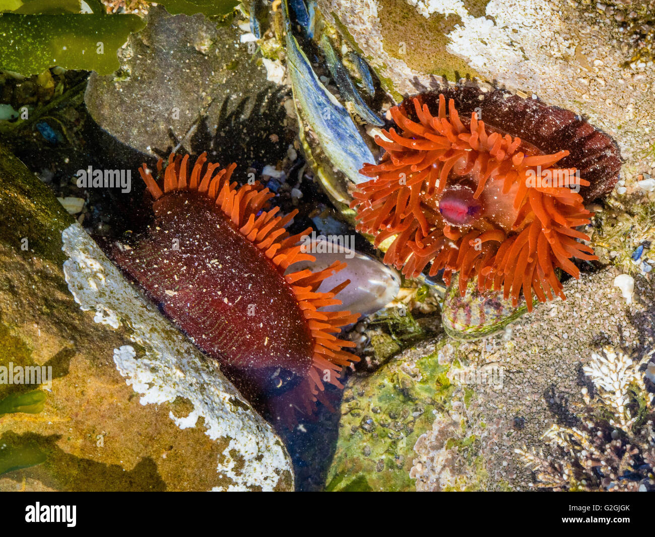 Beadlet anemones Actinia equina in low water tidal rock pool on the ...