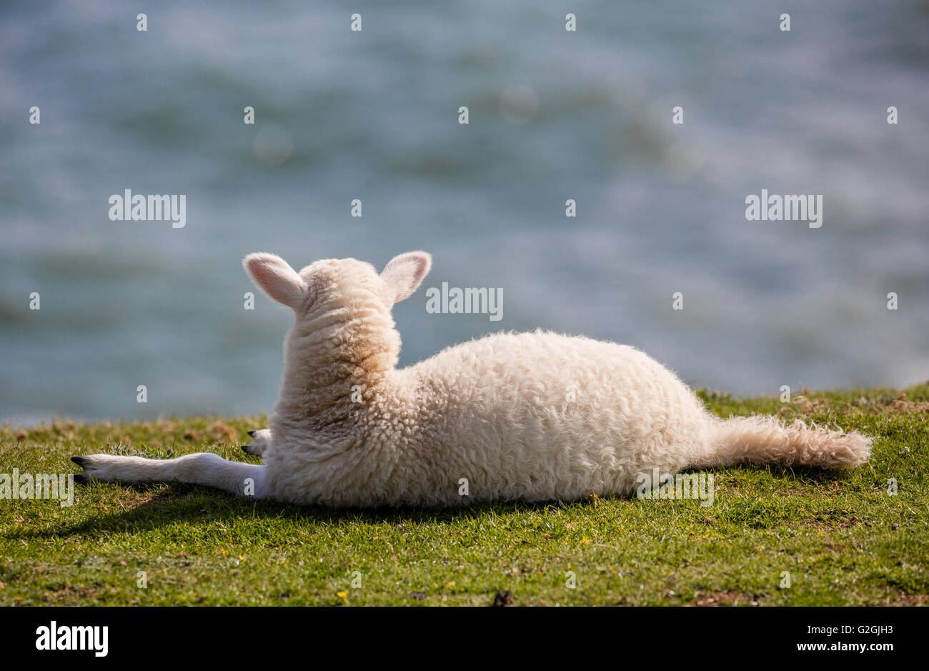 Lamb relaxing on a cliff edge and looking out to sea on the Gower ...