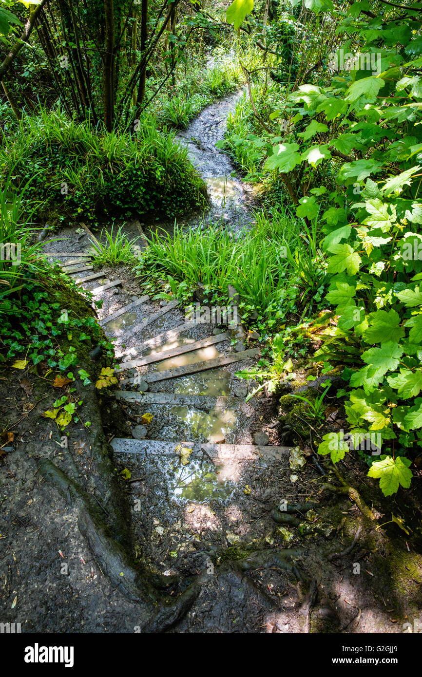 Steep steps and twisting pathway through the jungle like Undercliff ...