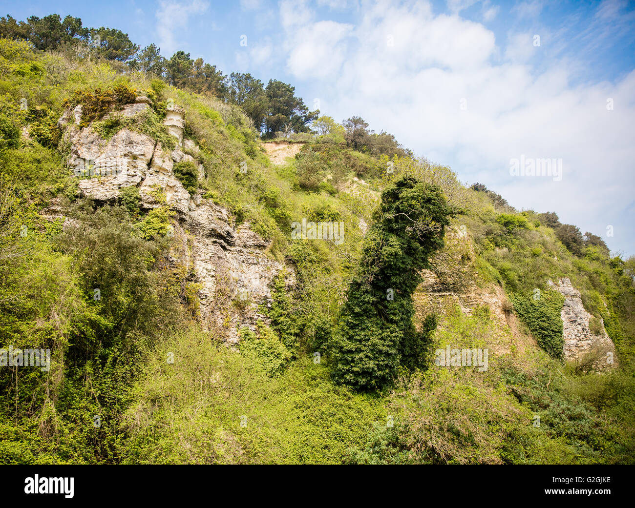 Jurassic limestone outcrops above landslips of The Undercliff near Lyme ...