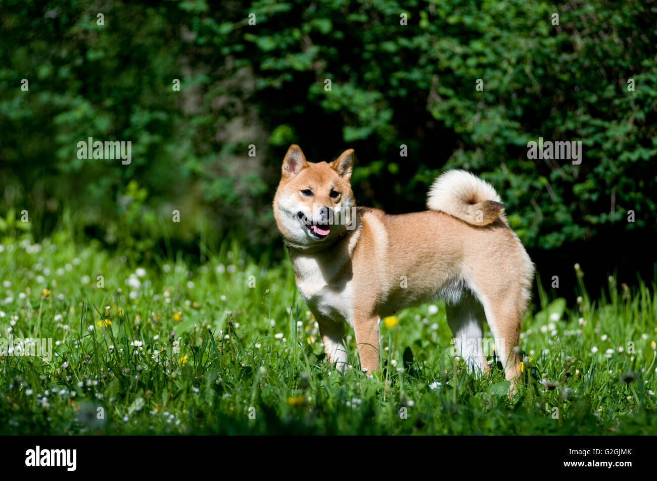 Shiba inu standing outdoor portrait at summer Stock Photo - Alamy