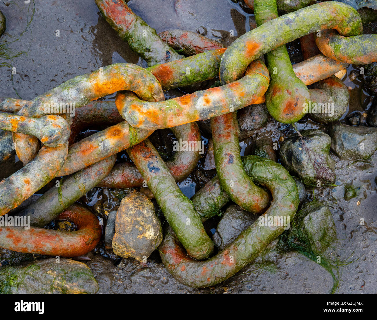 Rust and algae covered old chains anchored to mud in a South West coast ...