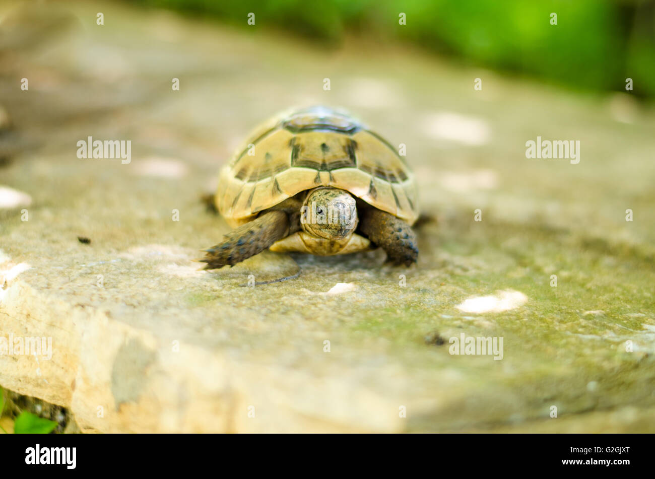 brown turtle reptile animal image Stock Photo - Alamy
