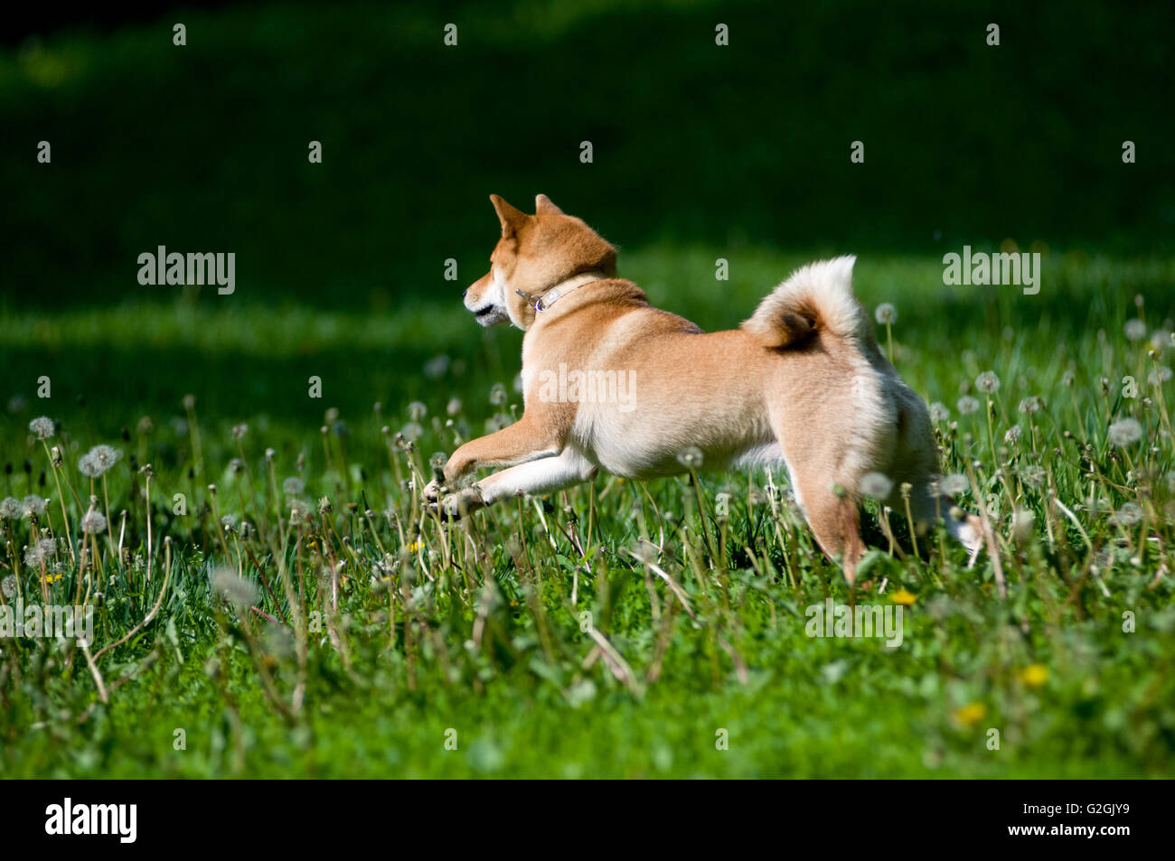 Shiba inu portrait playing with red ball outdoor at summer Stock Photo ...