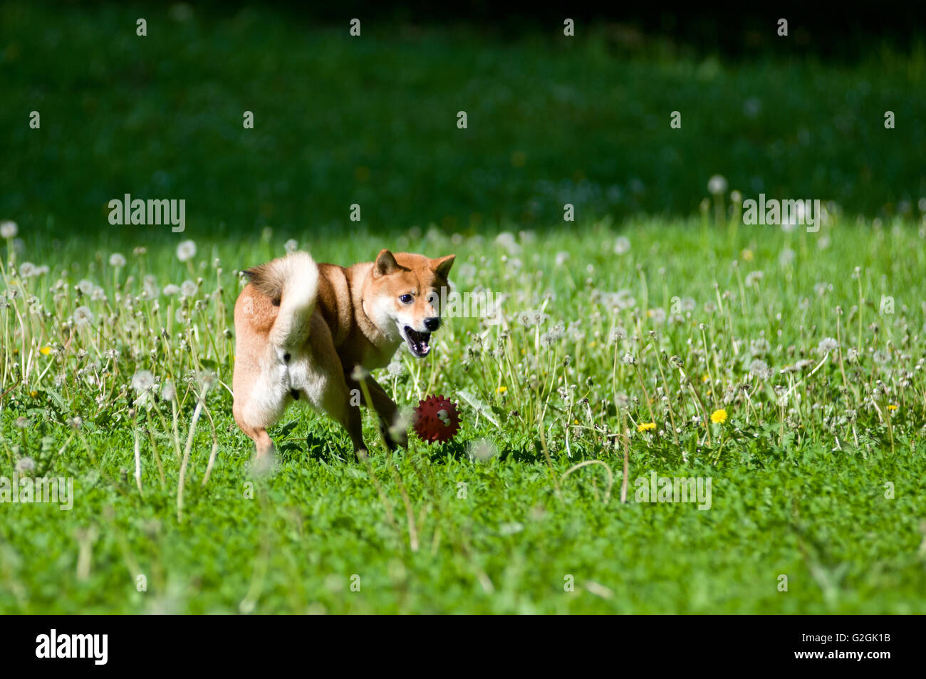 Shiba inu portrait playing with red ball outdoor at summer Stock Photo ...