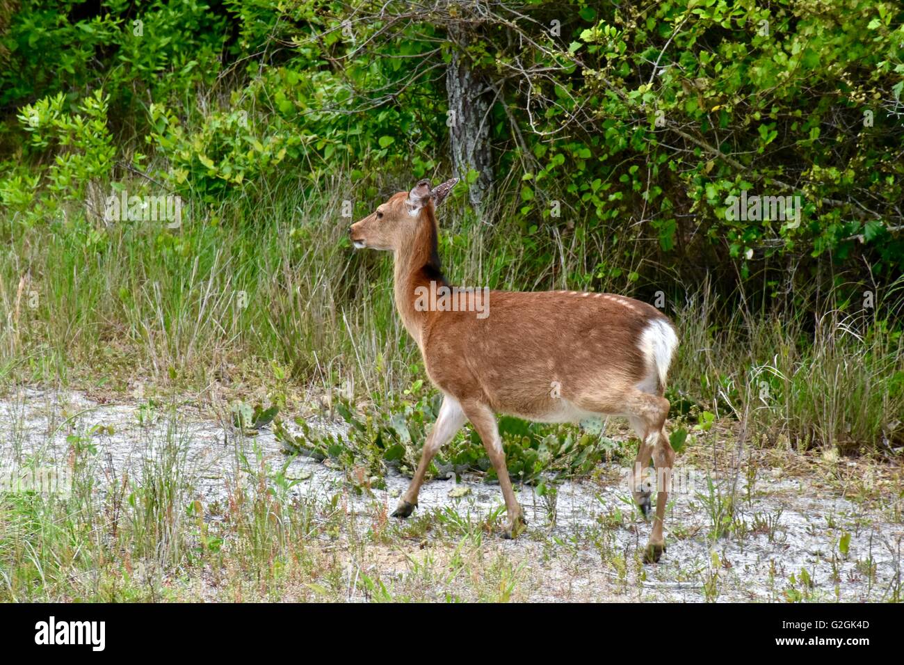 A Sika deer on Assateague island National Seashore in Maryland Stock ...