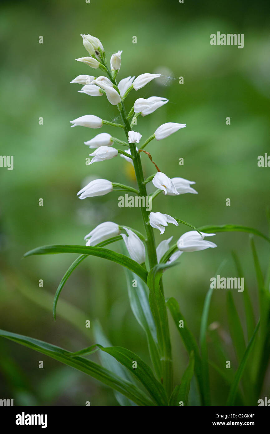 Sword Leaved Helleborine Cephelanthera longifolia at Chappetts Copse in ...