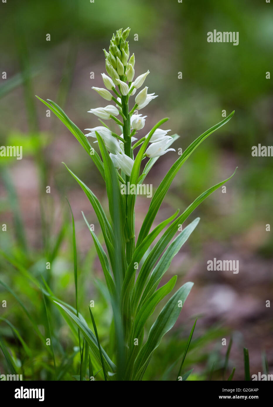 Sword Leaved Helleborine Cephelanthera longifolia at Chappetts Copse in ...
