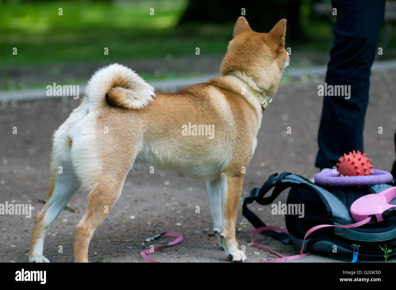 Shiba inu standing outdoor portrait at summer Stock Photo - Alamy