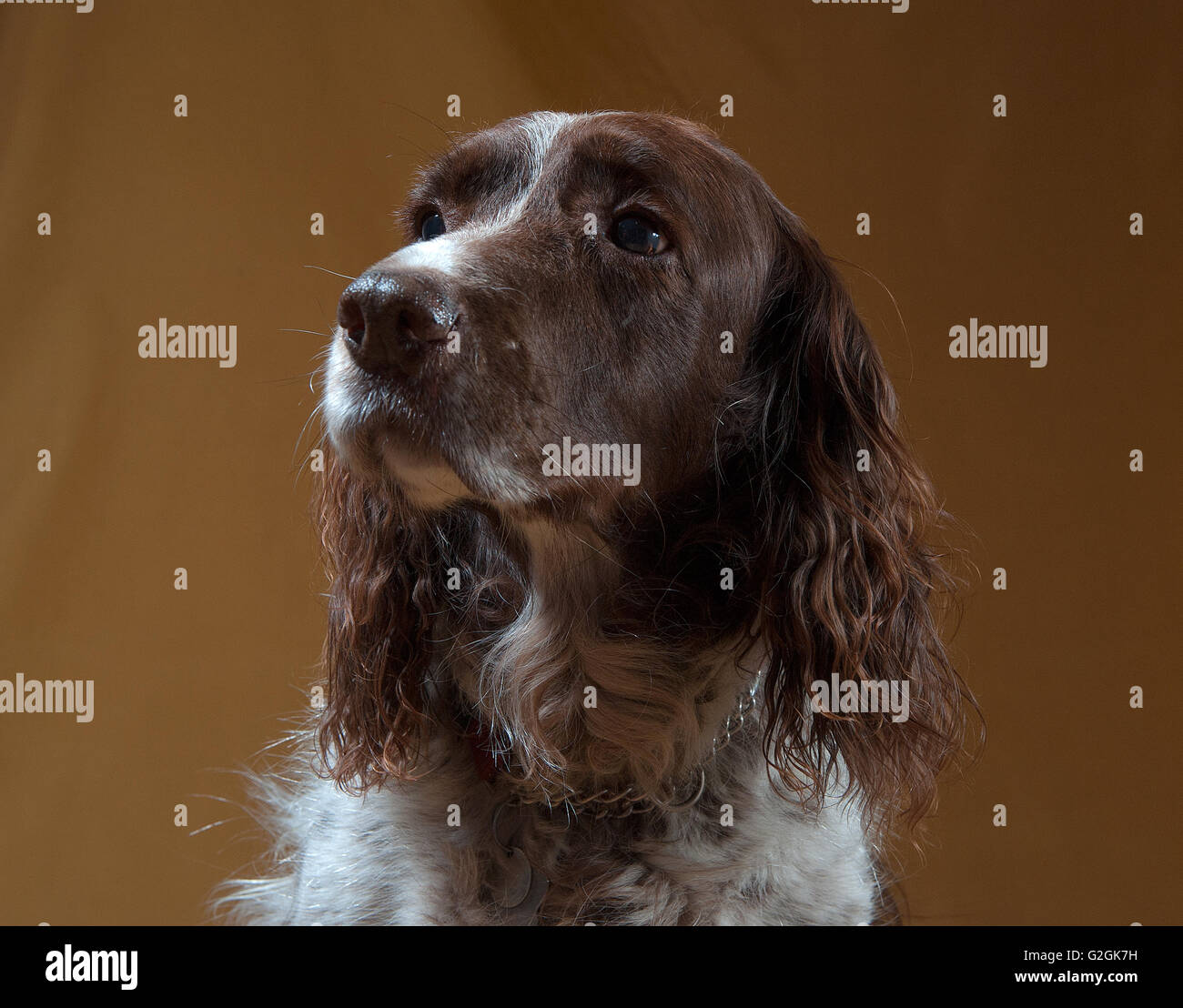Liver White Springer Spaniel High Resolution Stock Photography and ...